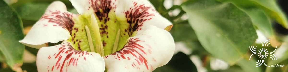 พุดโกเมน Rothmannia longiflora Salisb. – ข้อมูลพันธุ์ไม้