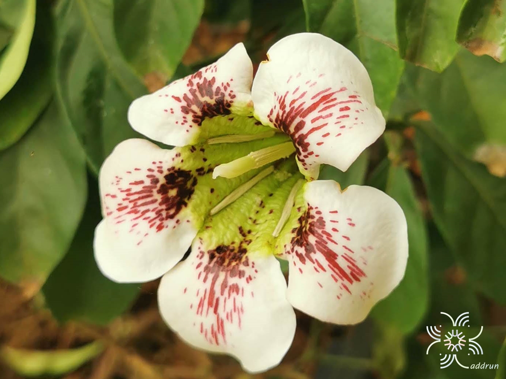 พุดโกเมน Rothmannia longiflora Salisb. – ข้อมูลพันธุ์ไม้