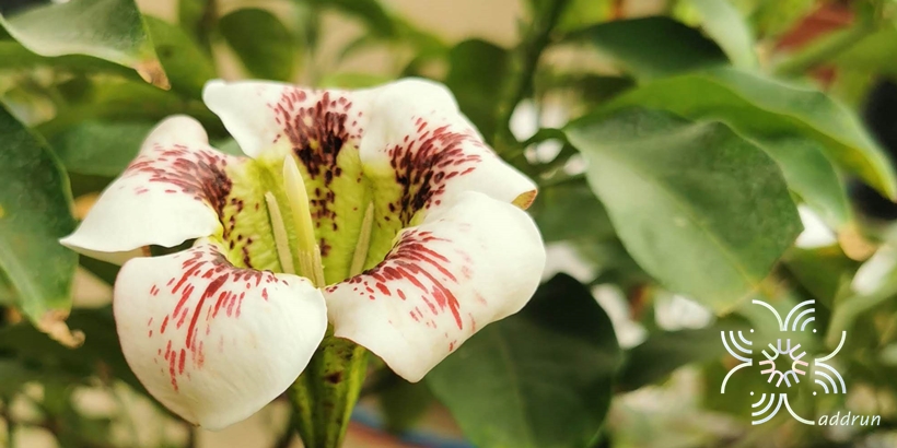 พุดโกเมน Rothmannia longiflora Salisb. – ข้อมูลพันธุ์ไม้
