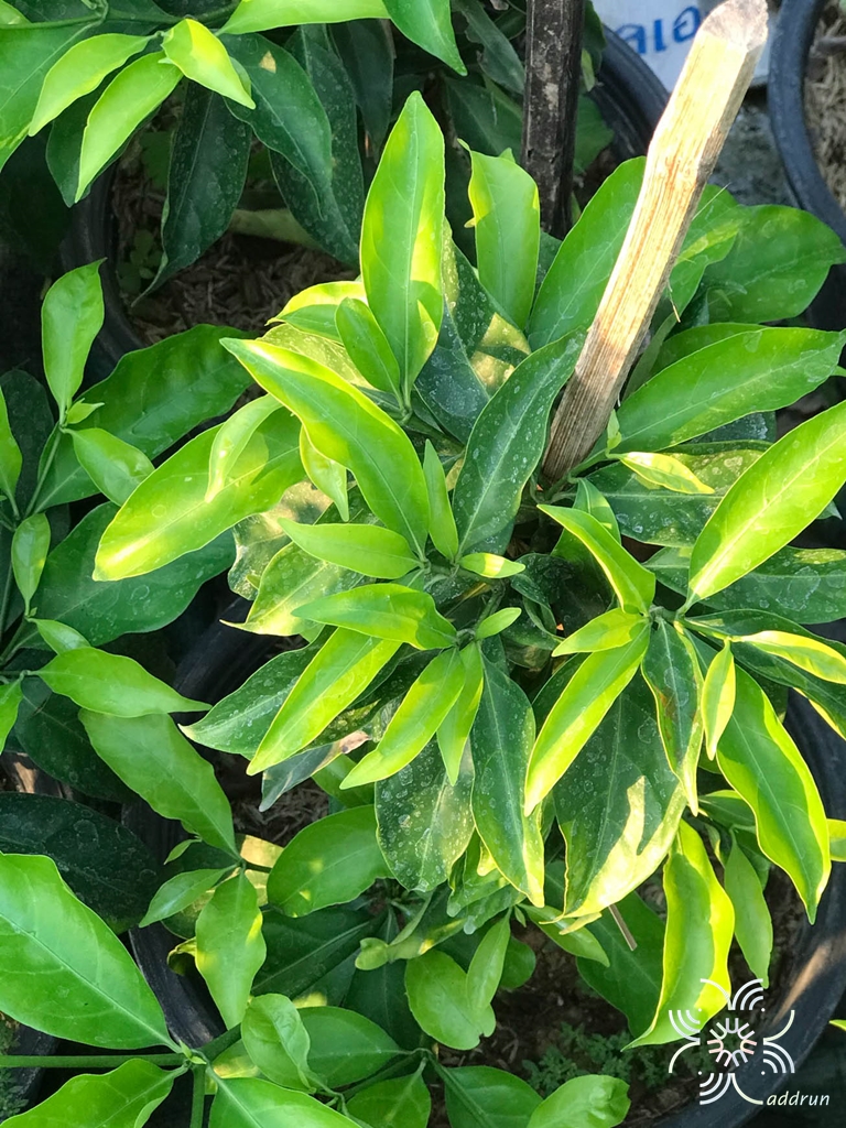 พุดโกเมน Rothmannia longiflora Salisb. – ข้อมูลพันธุ์ไม้