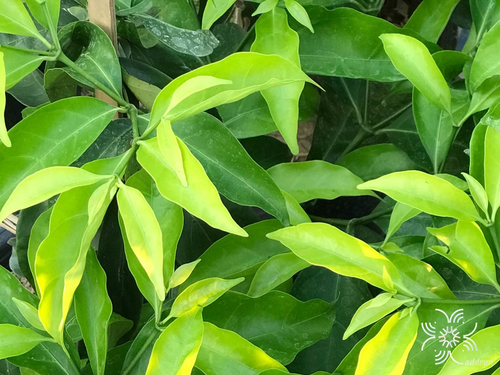 พุดโกเมน Rothmannia longiflora Salisb. – ข้อมูลพันธุ์ไม้